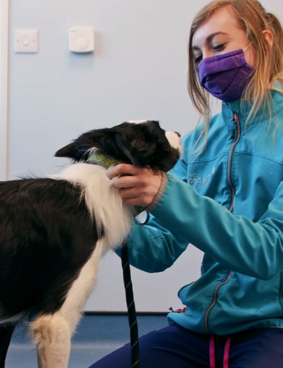 What do you think of when you hear the title “Veterinary Internal Medi ...