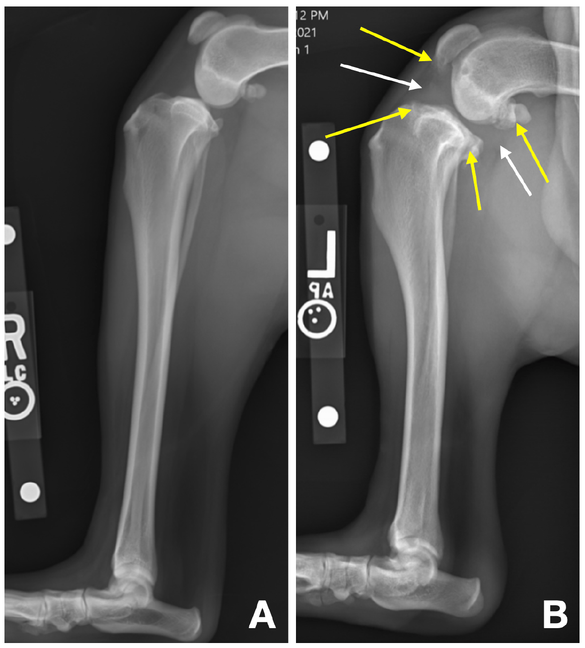 Stifle Osteoarthritis Associated with Cranial Cruciate Ligament Ruptur ...