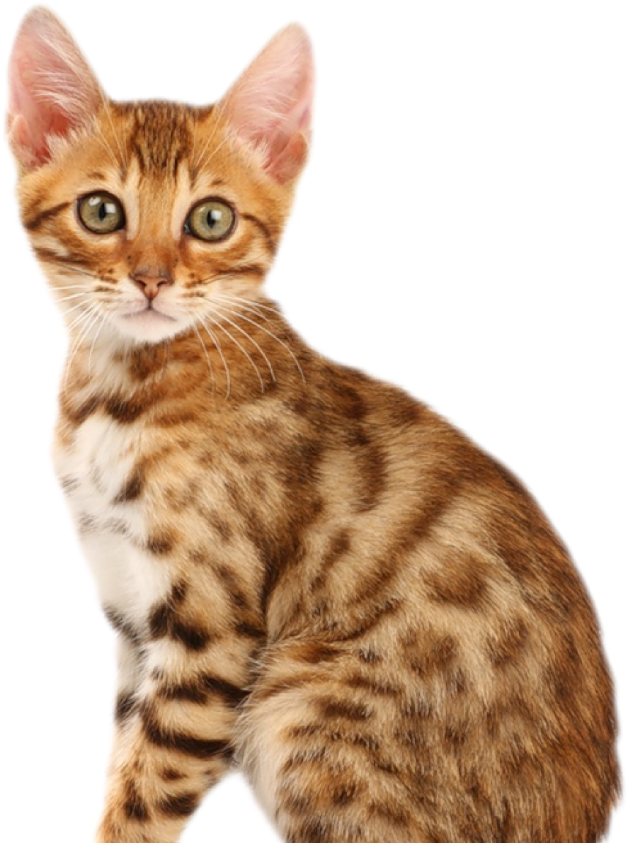 Antinol®️ for Cats – Vetz Petz Antinol US