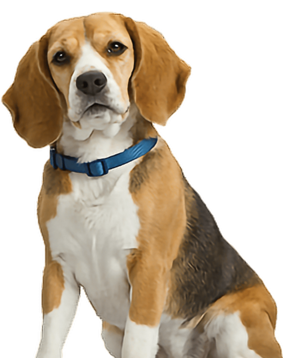 Antinol®️ for Dogs – Vetz Petz Antinol US